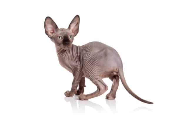 Elf Cat | Breed Information, Pictures, Characteristics & Care