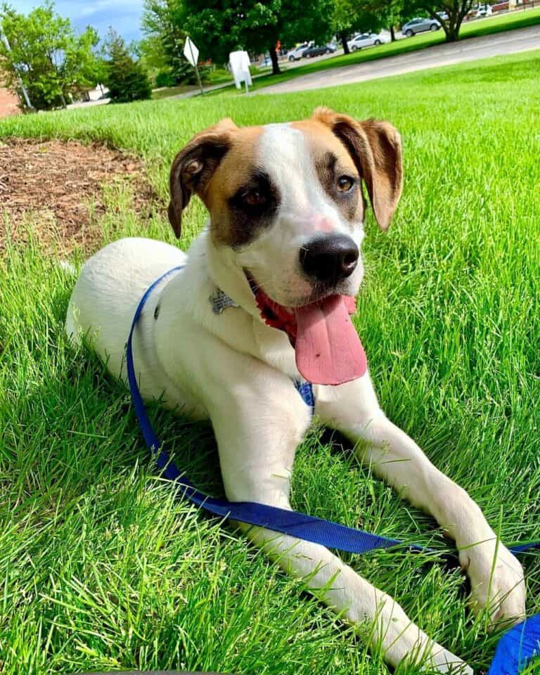 Greyhound Mixes: 21 Unique Crossbreeds (With Pictures)