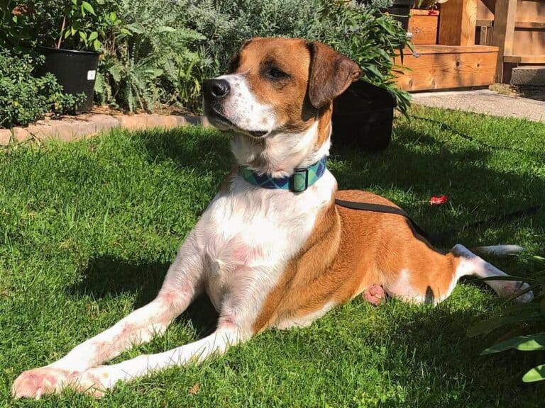 Brittany Spaniel Mixes: 21 Beautiful Crossbreeds