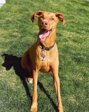Vizsla Mixes: 25 Loyal Crossbreeds You'll Love