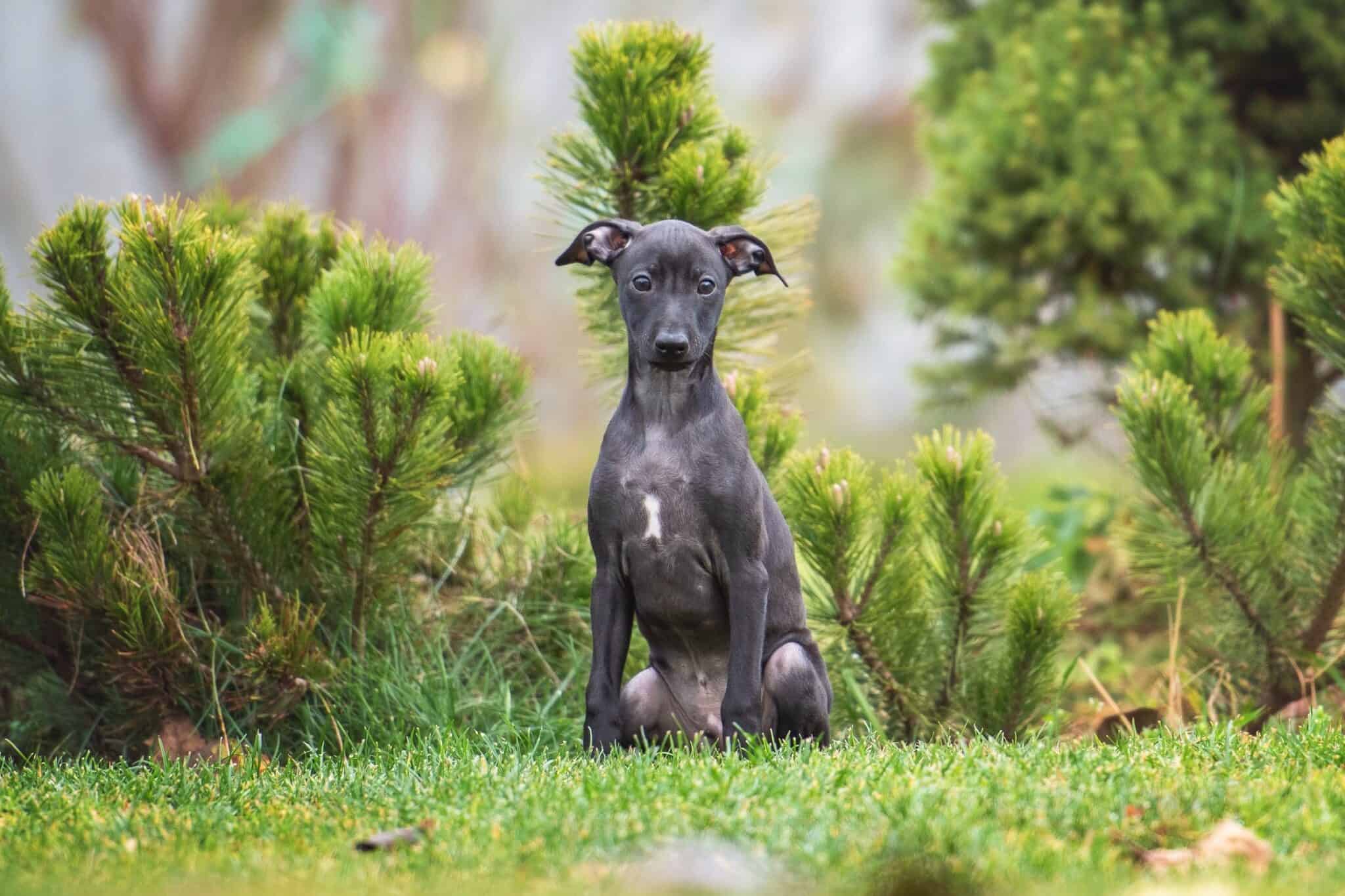 Greyhound Mixes: 21 Unique Crossbreeds (With Pictures)