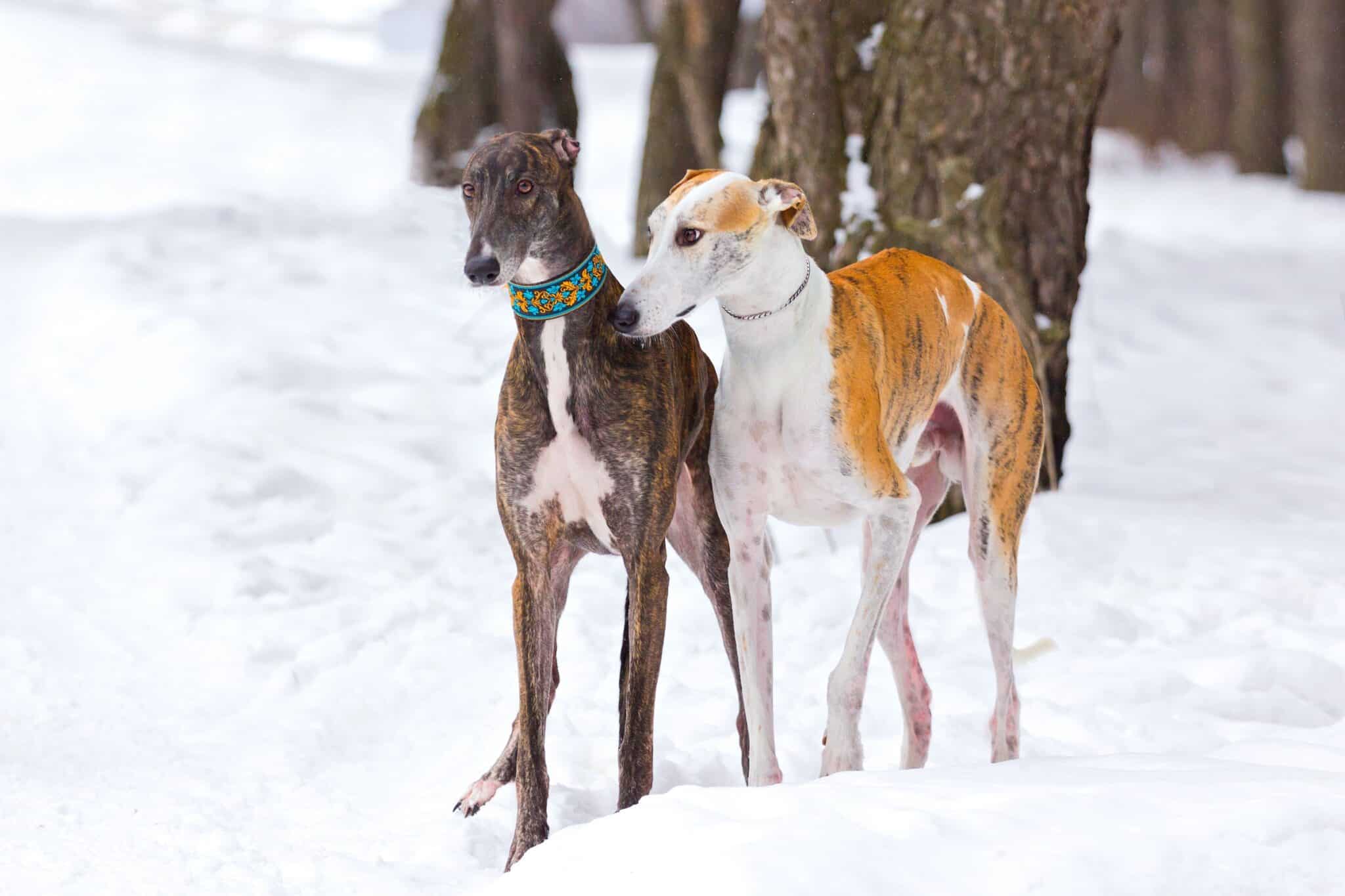 Greyhound Mixes: 21 Unique Crossbreeds (With Pictures)