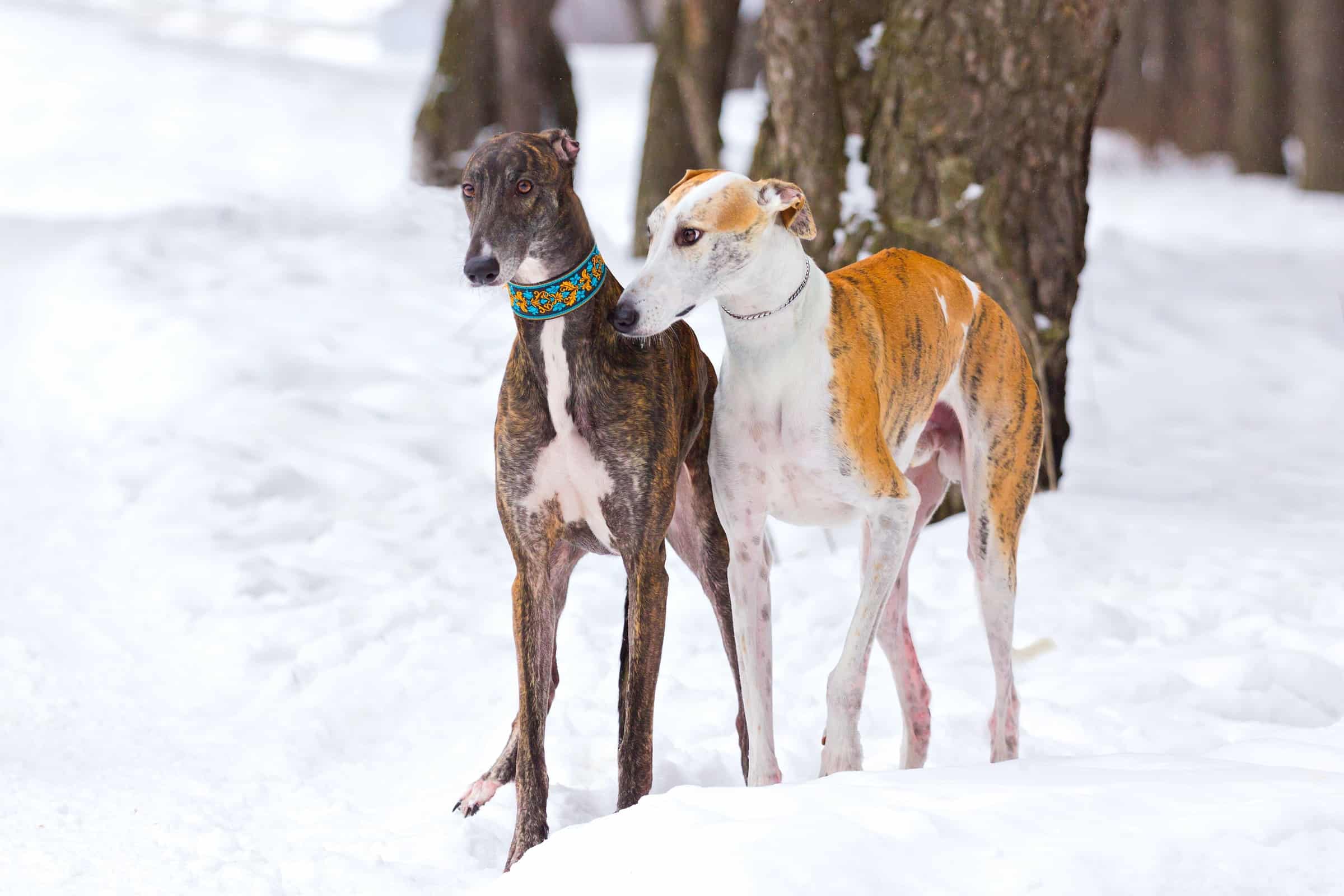 Greyhound Mixes: 21 Unique Crossbreeds (With Pictures)