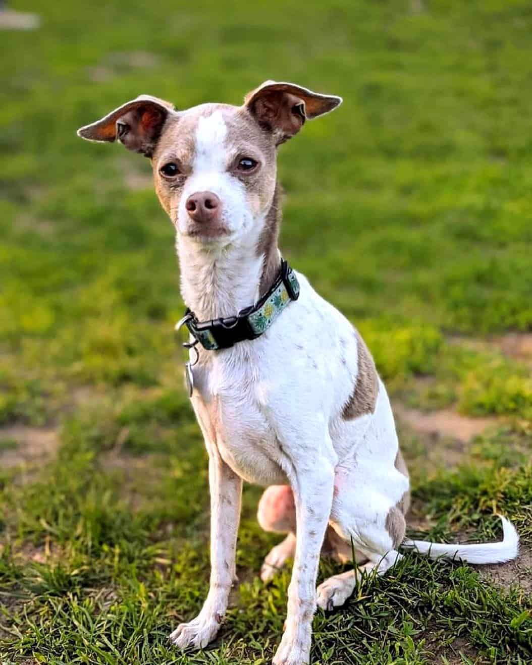 Greyhound Mixes: 21 Unique Crossbreeds (With Pictures)