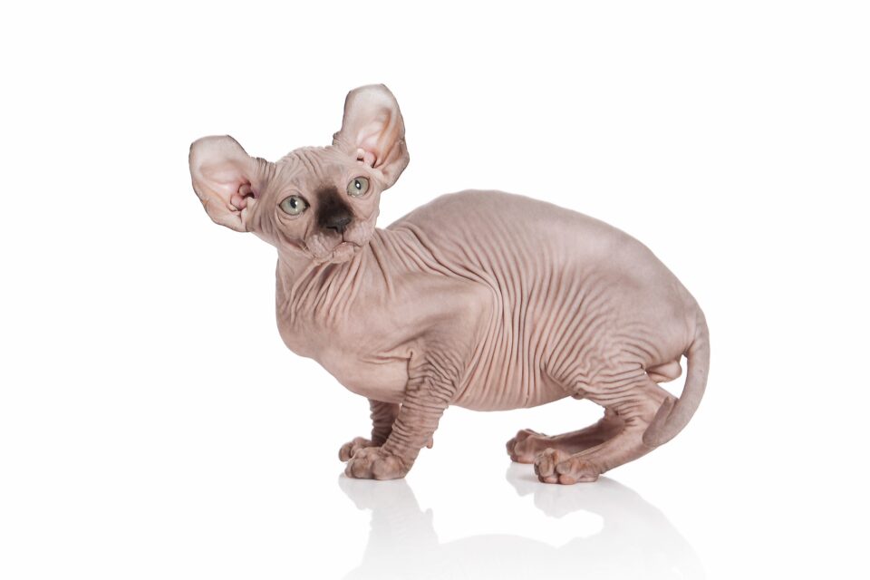 Elf Cat | Breed Information, Pictures, Characteristics & Care