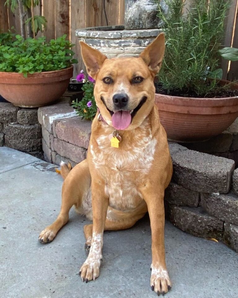 Red Heeler German Shepherd Mix: Info, Pictures, Traits & Facts