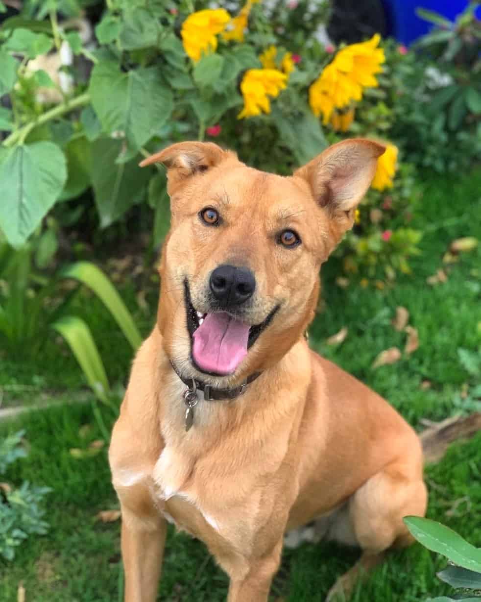 Rhodesian Ridgeback German Shepherd Mix: Info, Pictures, Facts & FAQs