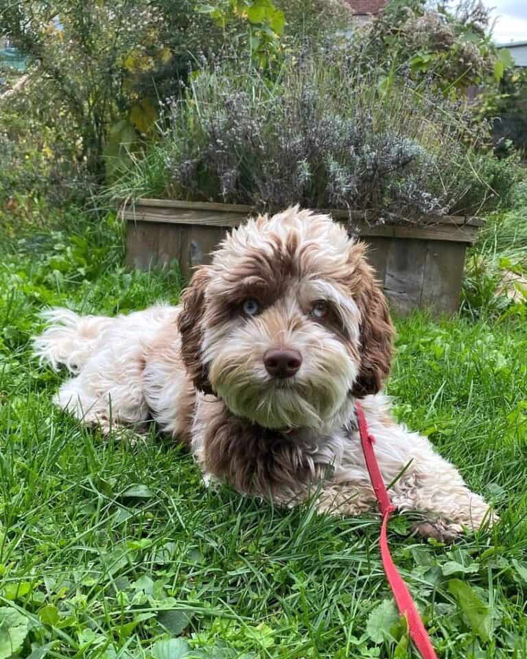 Cocker Spaniel Mixes: 38 Beautiful Crossbreeds (With Pictures)