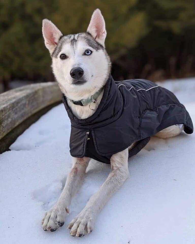 Whippet Mixes: 31 Different Whippet Hybrids