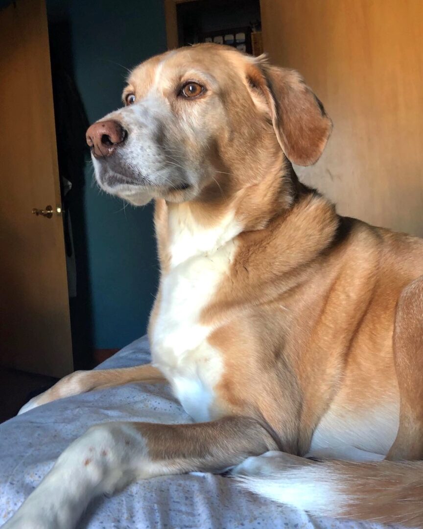 Irish Setter Mixes: 9 Unique Crossbreeds to Brighten Your Day!