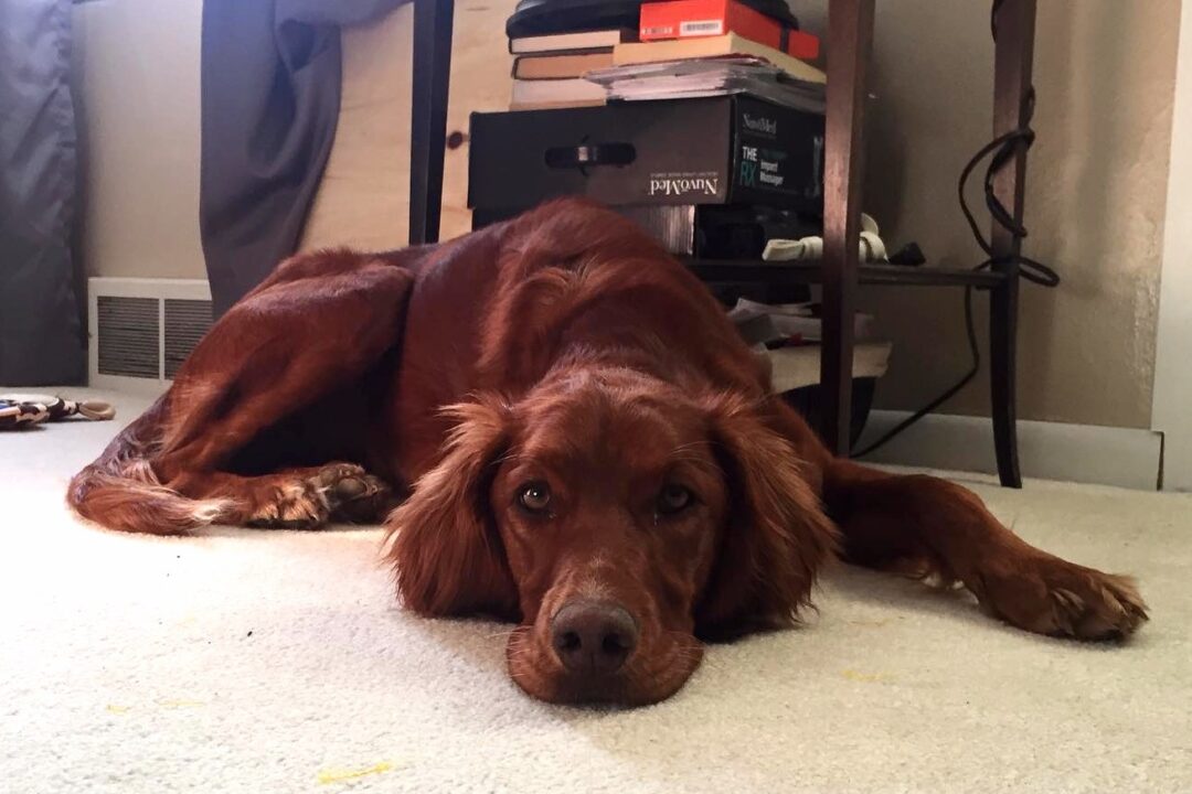 Brittany Spaniel Mixes: 21 Beautiful Crossbreeds