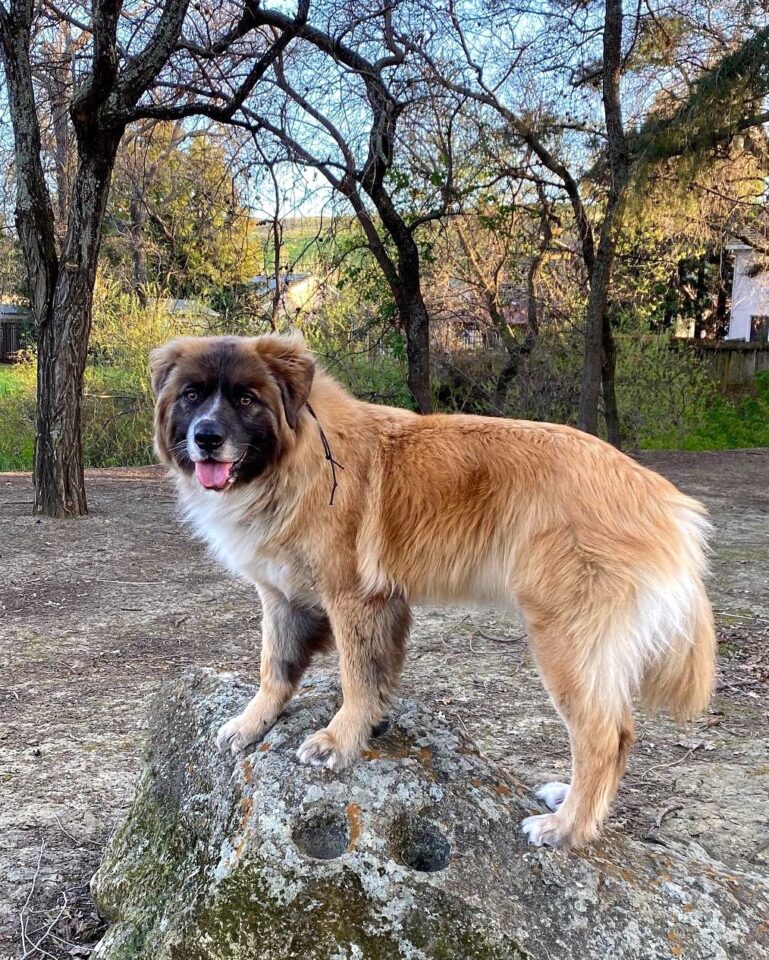 Saint Bernard Mixes 25 Adorable Crossbreeds With Pictures