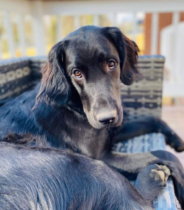 40 Bernese Mountain Dog Mixes You'll Love! (With Pictures)