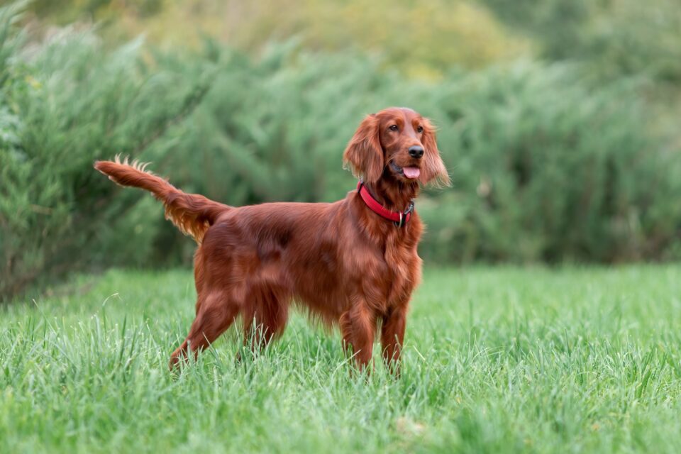 Irish Setter Mixes: 9 Unique Crossbreeds to Brighten Your Day!