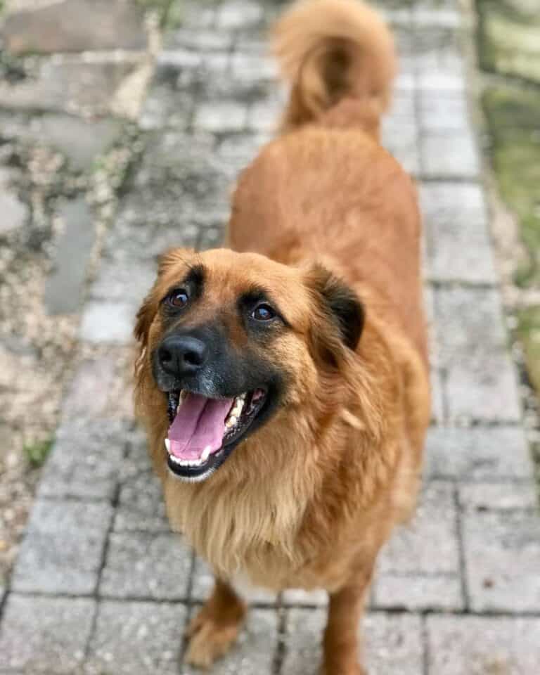 Irish Setter Mixes: 9 Unique Crossbreeds to Brighten Your Day!