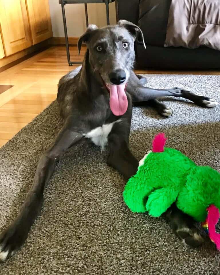 Greyhound Mixes: 21 Unique Crossbreeds (With Pictures)