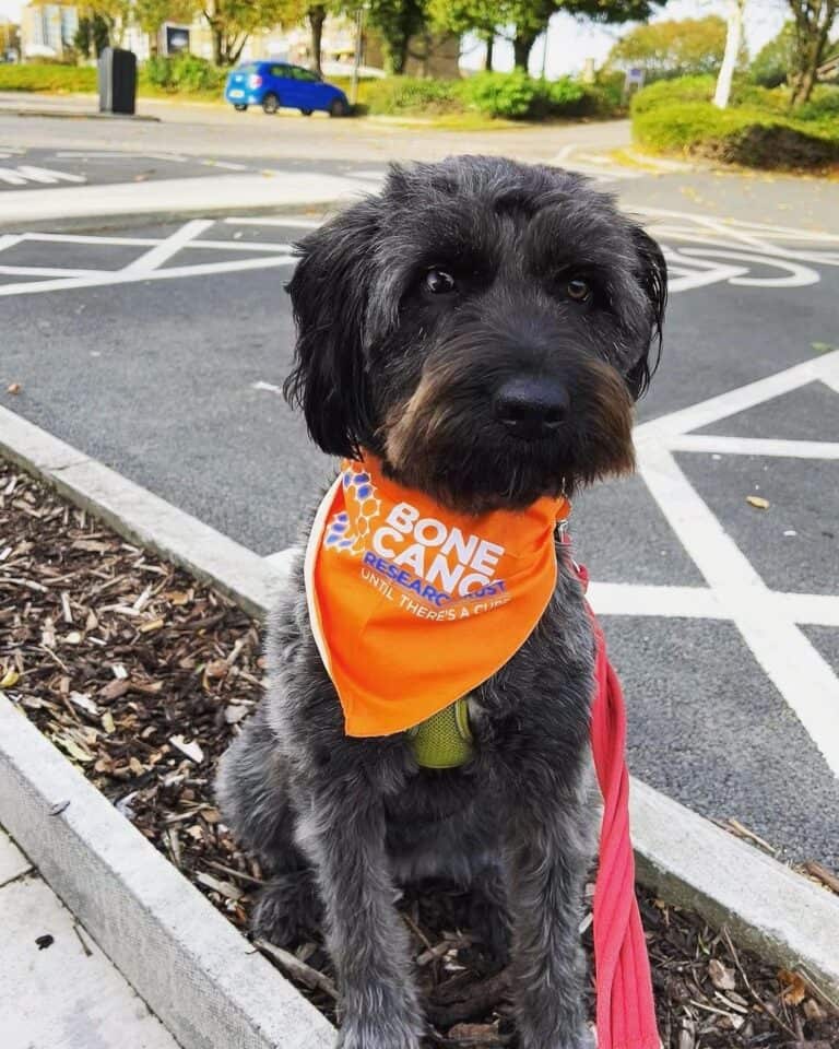 Schnauzer Mixes: 31 Beautiful Bearded Hybrids