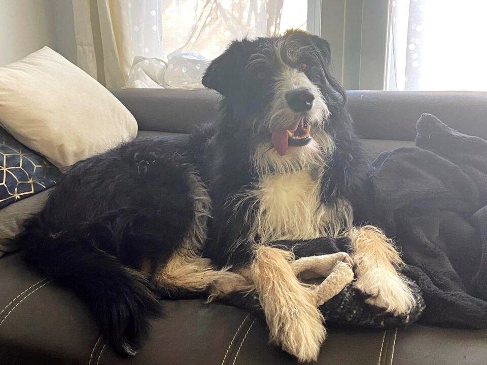 40 Bernese Mountain Dog Mixes You'll Love! (With Pictures)