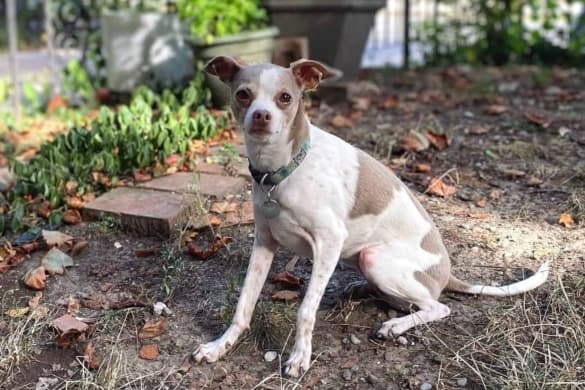 Italian Daniff (Cane Corso & Great Dane Mix) Info, Pictures, Facts ...