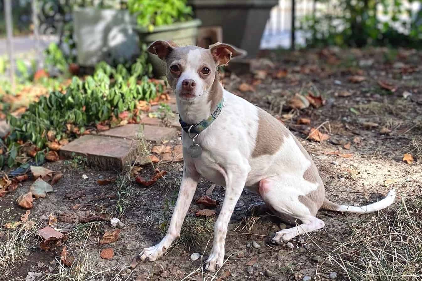 Italian Greyhuahua | Mixed Breed Information, Pictures & Facts