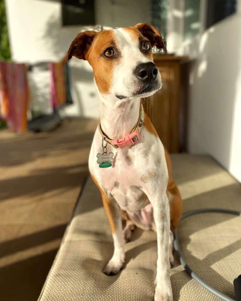 Whippet Mixes: 31 Different Whippet Hybrids