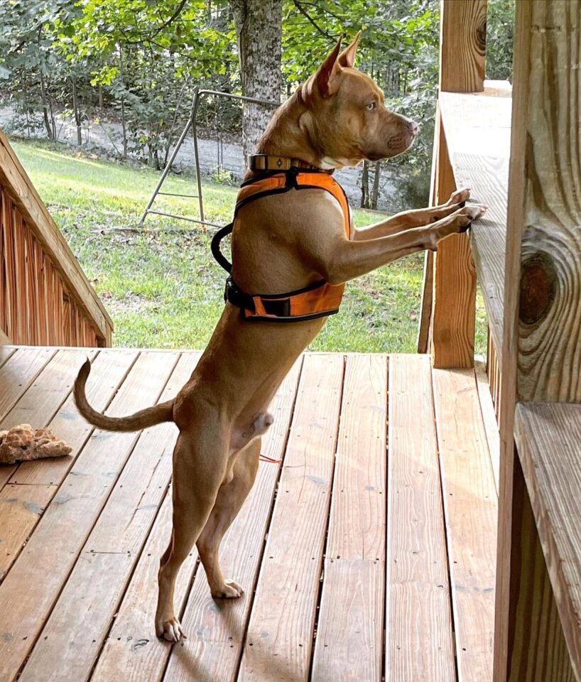 11 Most Popular Pitbull Bloodlines - Bubbly Pet