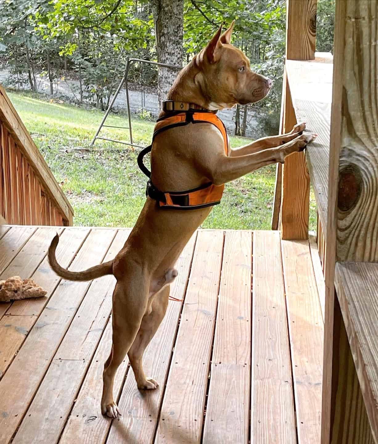 11 Most Popular Pitbull Bloodlines - Bubbly Pet