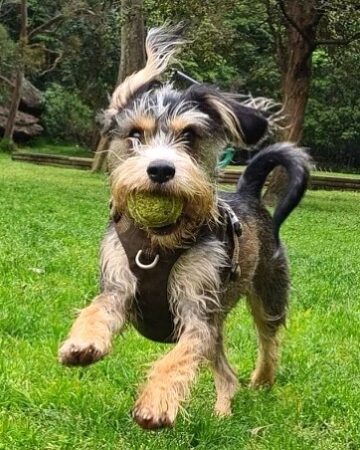 Schnauzer Mixes: 31 Beautiful Bearded Hybrids