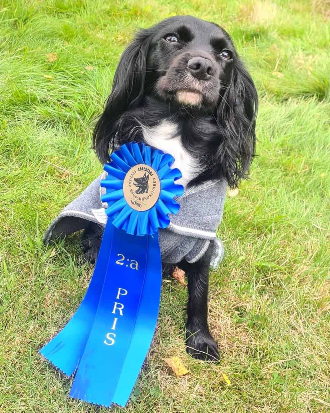 English Springer Spaniel Mixes: 28 Unique & Smart Crossbreeds