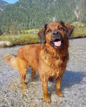 Irish Setter Mixes: 9 Unique Crossbreeds to Brighten Your Day!