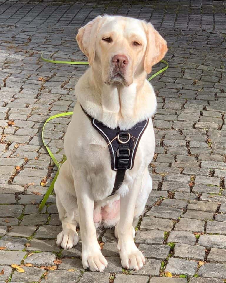 Labrador Retriever Brittany Spaniel Mix