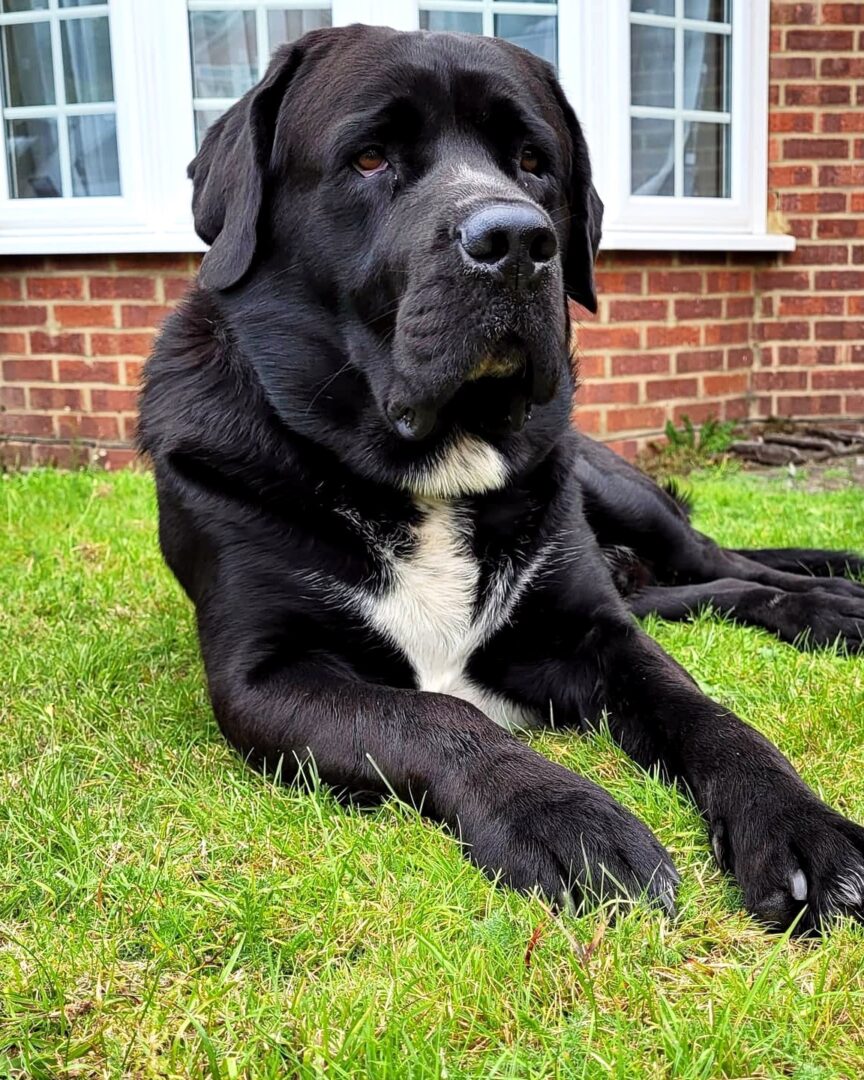 Saint Bernard Mixes 25 Adorable Crossbreeds With Pictures