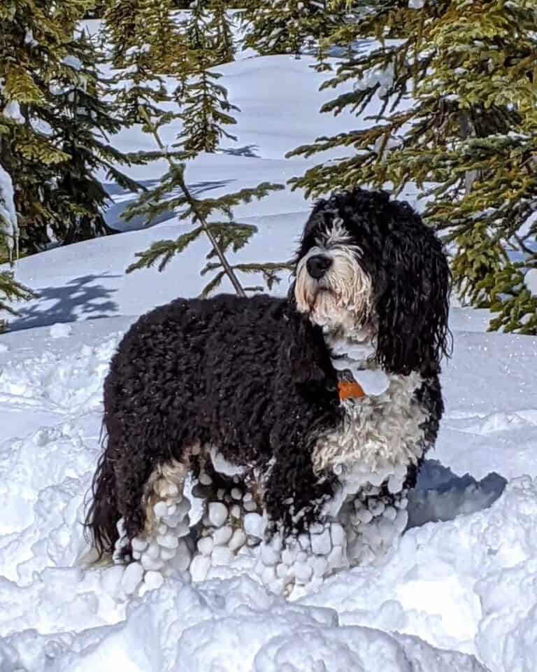 40 Bernese Mountain Dog Mixes You'll Love! (With Pictures)