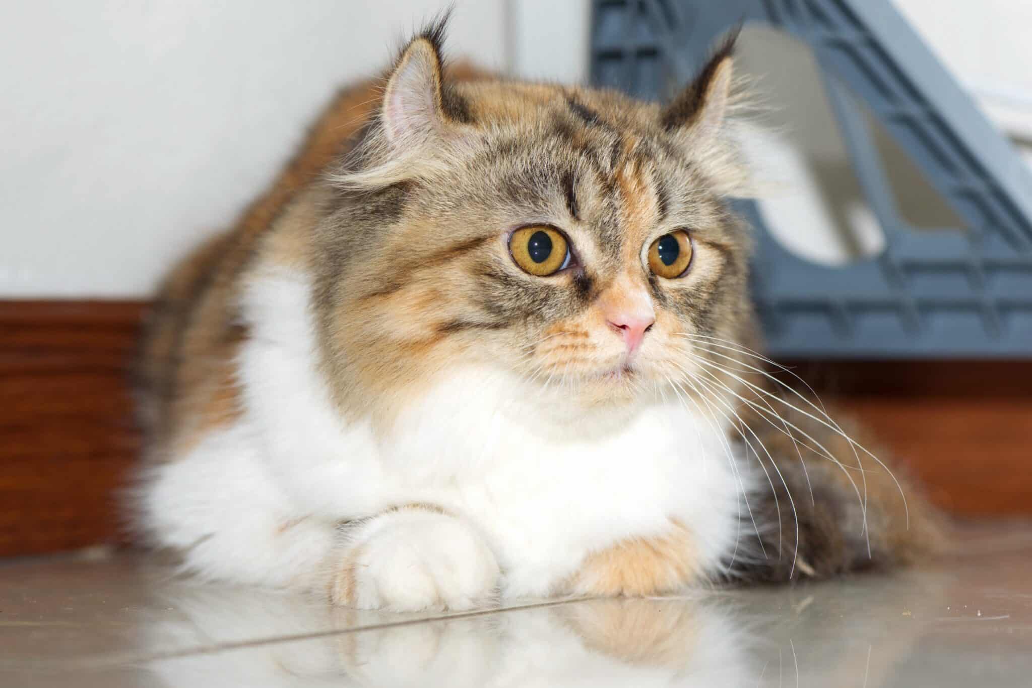 Long-Haired Calico Cat: Can Calico Cats Have Long Hair?