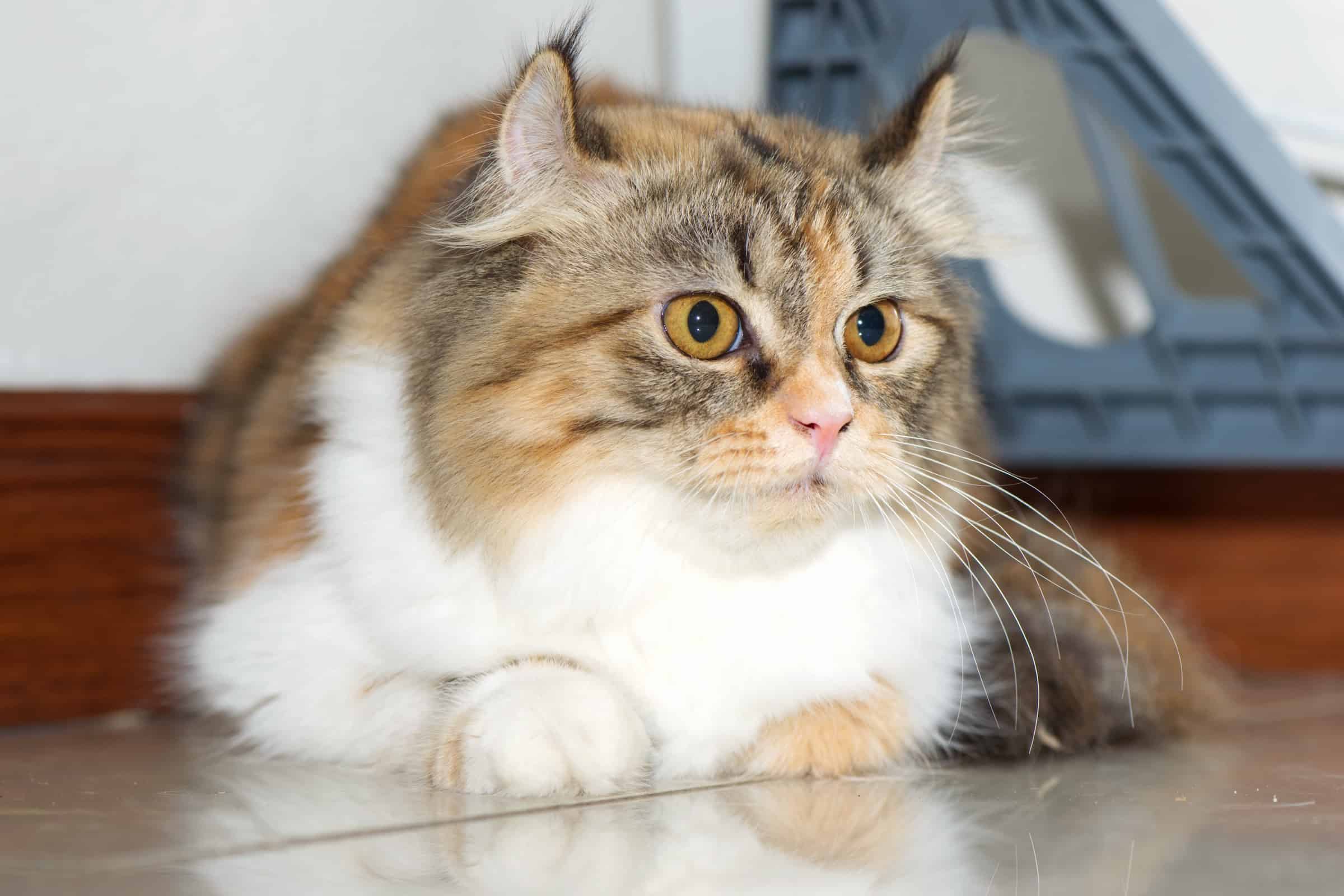 Long-Haired Calico Cat: Can Calico Cats Have Long Hair?