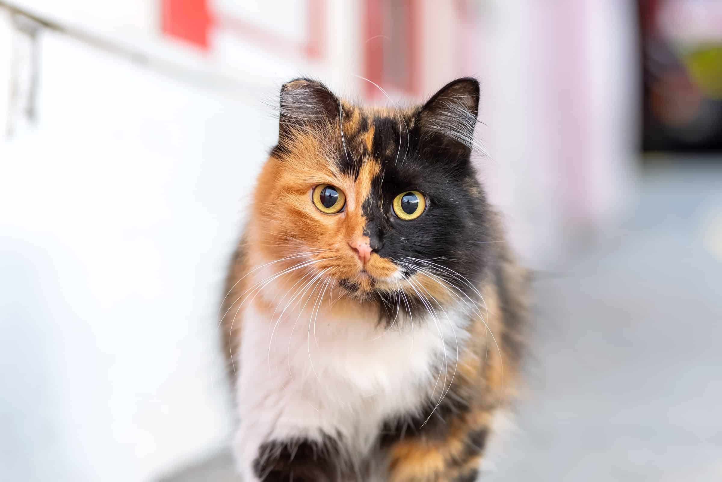 Long-Haired Calico Cat: Can Calico Cats Have Long Hair?