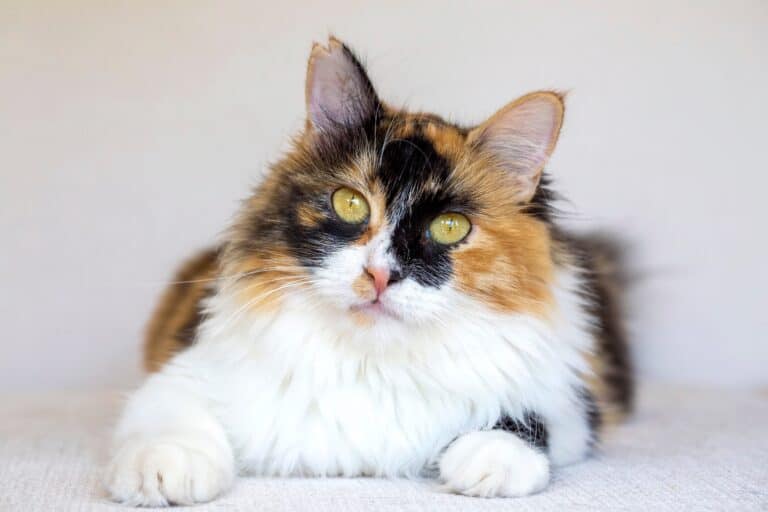 Long-Haired Calico Cat: Can Calico Cats Have Long Hair?