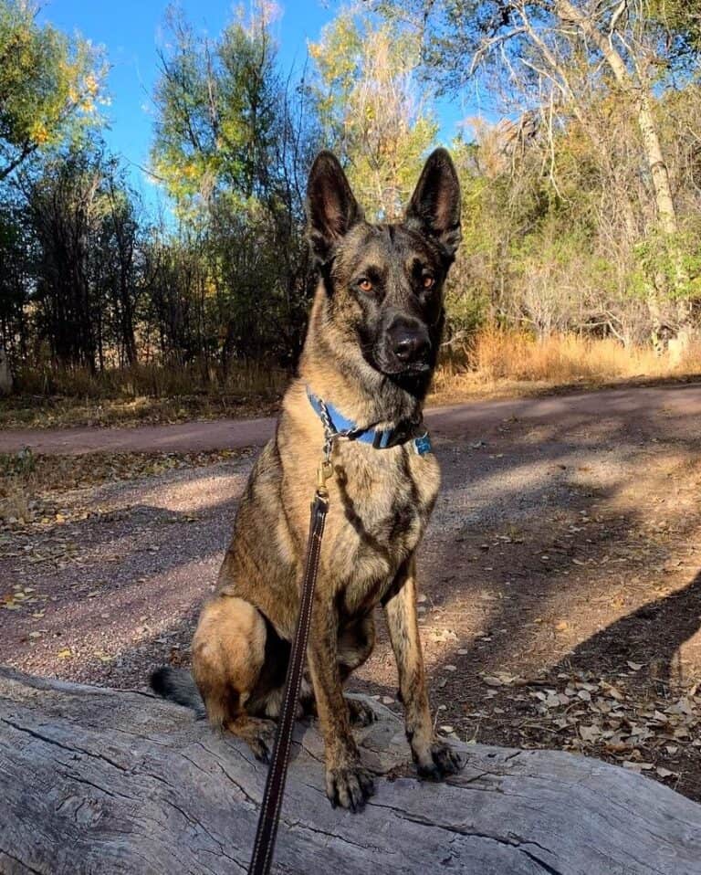 Dutch Shepherd Mixes: 8 Different Crossbreeds You'll Love
