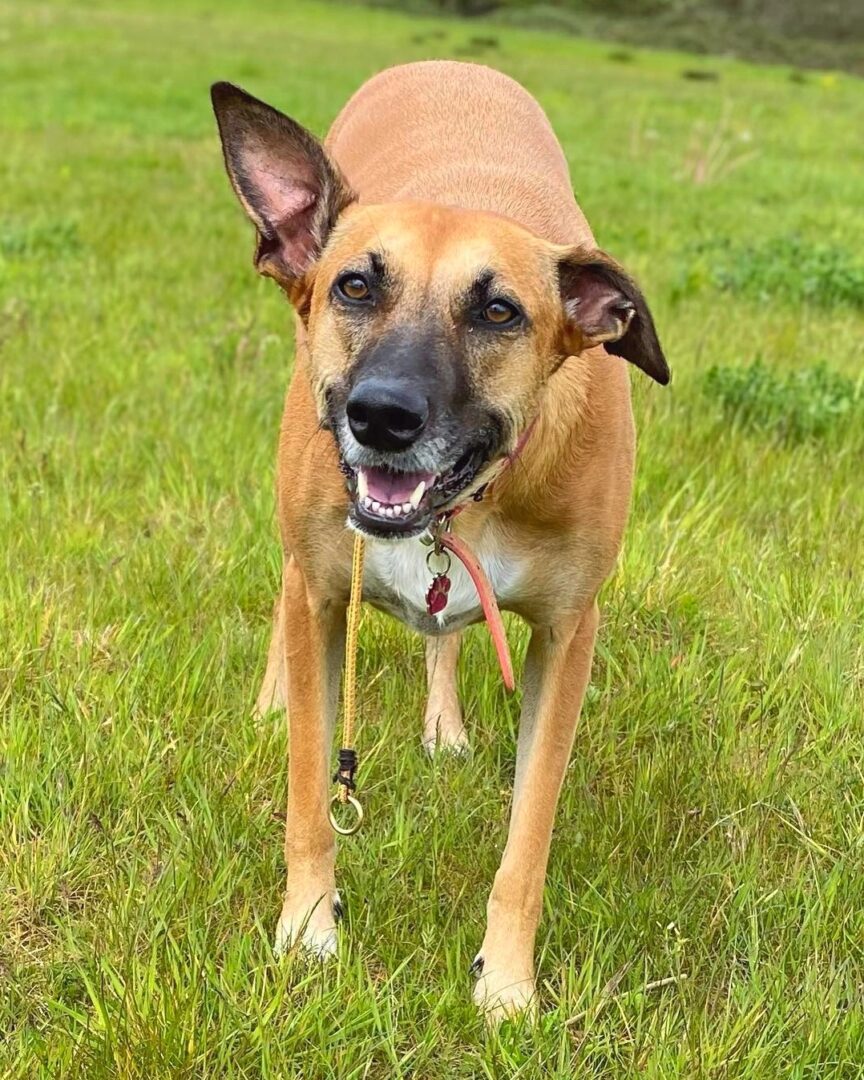 Greyhound Mixes: 21 Unique Crossbreeds (With Pictures)
