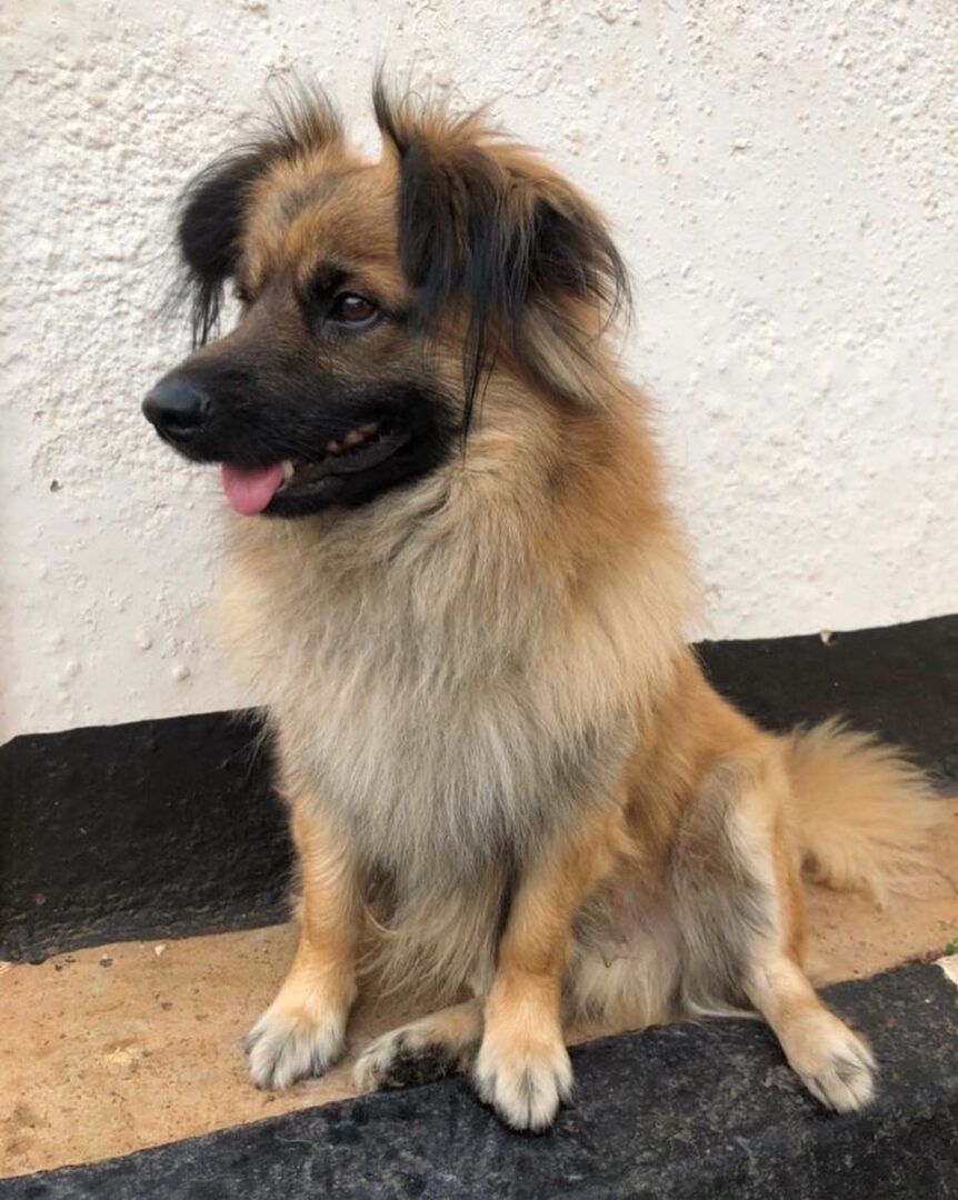 Maltese German Shepherd Mix: Info, Pictures, Traits & Facts