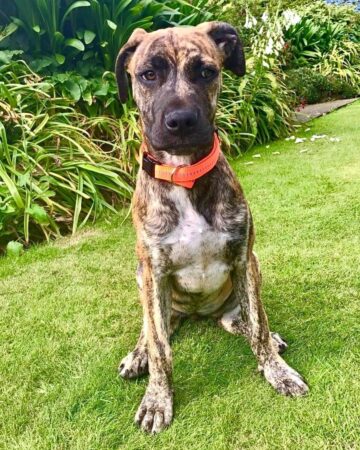 Greyhound Mixes: 21 Unique Crossbreeds (With Pictures)