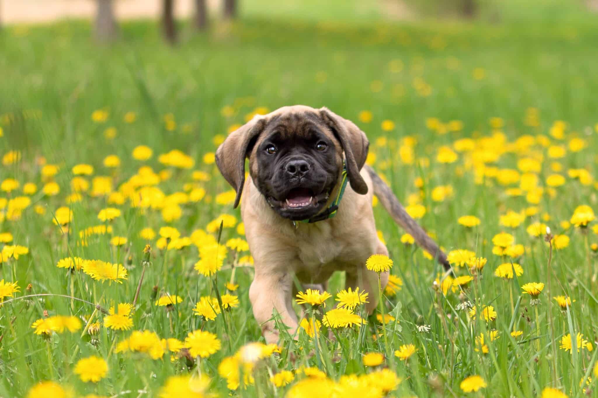 10 Best Mastiff Breeders (2025): Our Top 10 Picks! - Bubbly Pet