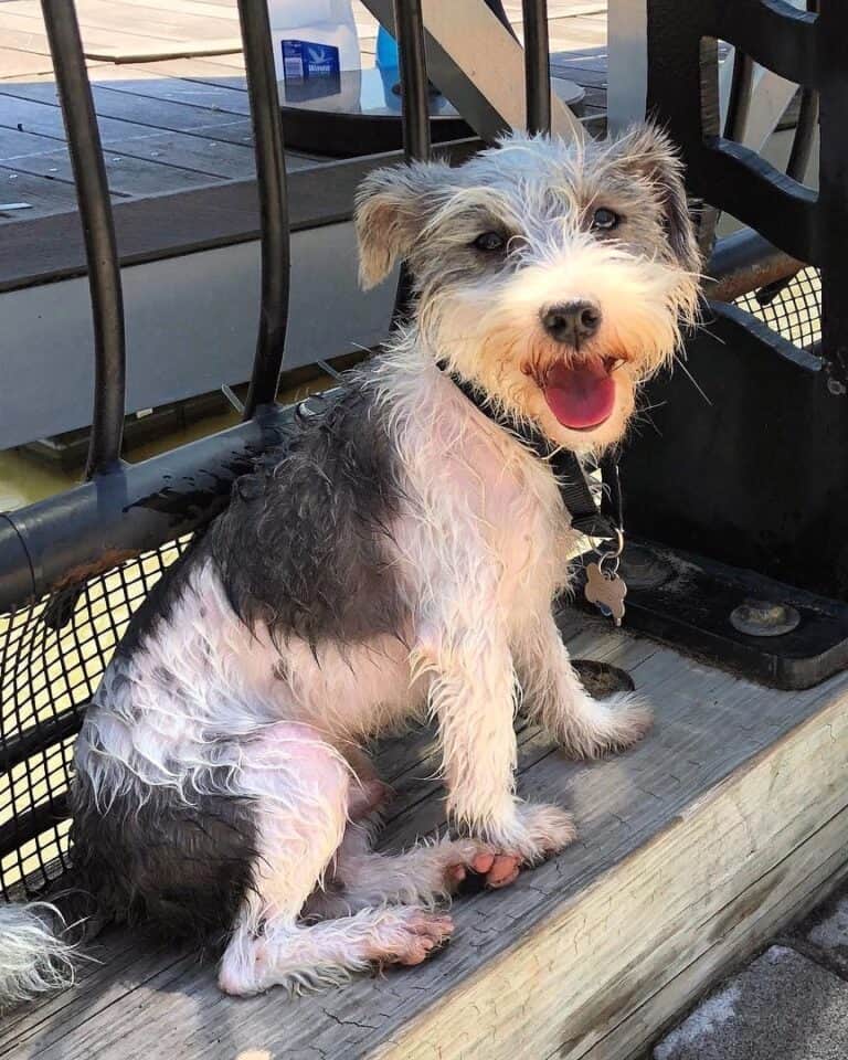 Schnauzer Mixes: 31 Beautiful Bearded Hybrids