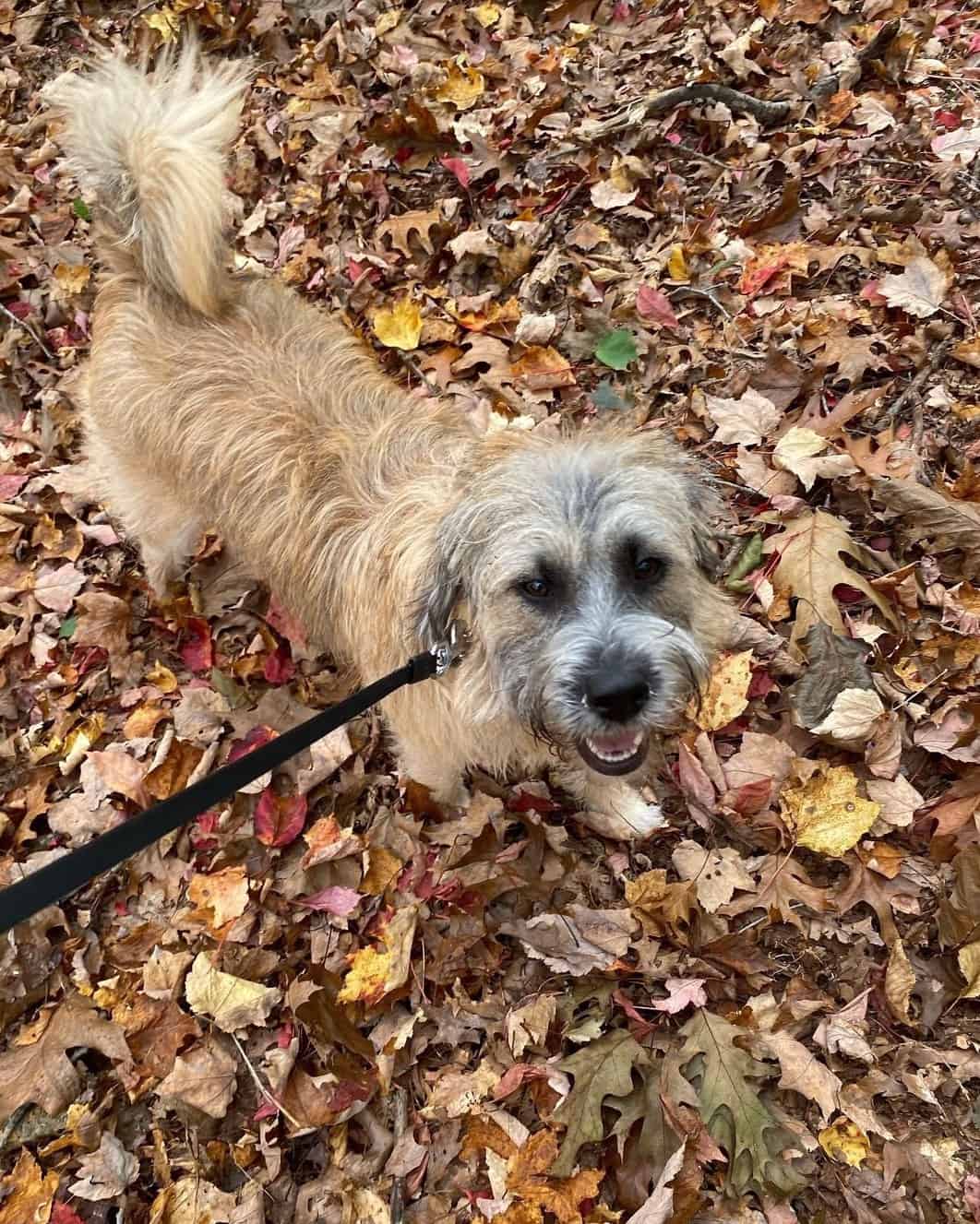 Mini Saint Berdoodle Mixed Breed Info, Pictures, Traits & Facts