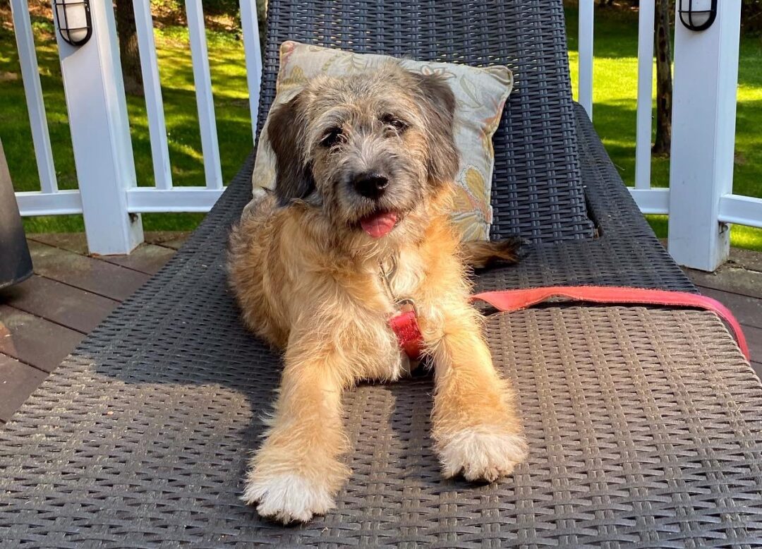 Mini Saint Berdoodle Mixed Breed Info, Pictures, Traits & Facts