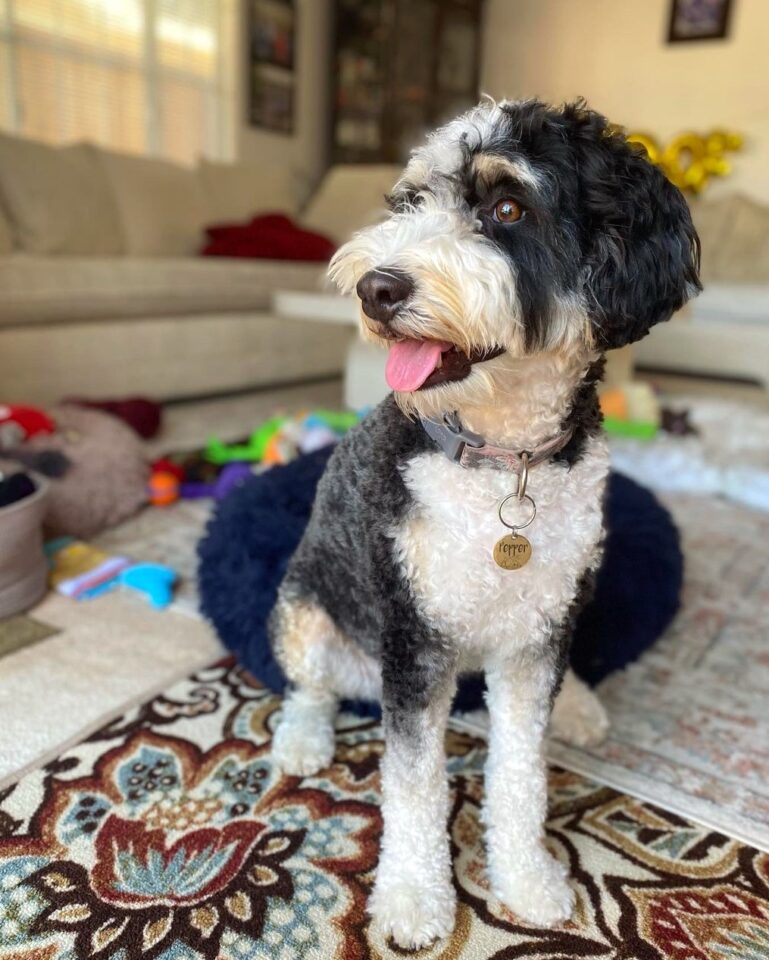 Mini Saint Berdoodle Mixed Breed Info, Pictures, Traits & Facts