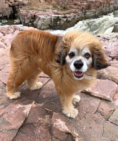 Saint Bernard Mixes: 25 Adorable Crossbreeds (With Pictures)