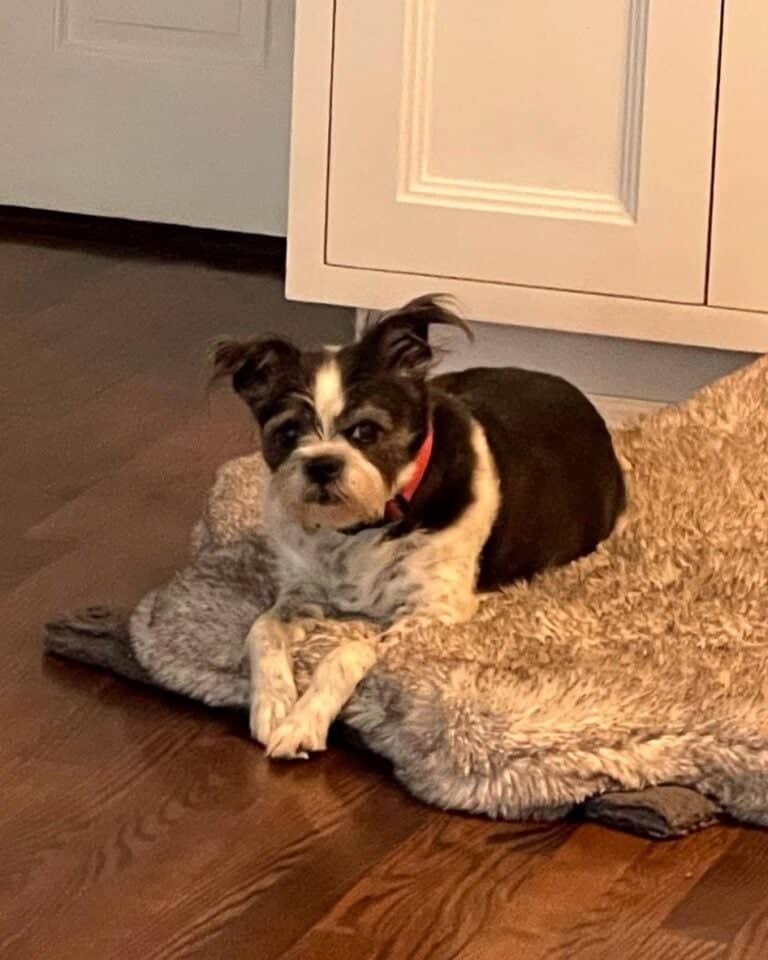 Schnauzer Mixes: 31 Beautiful Bearded Hybrids