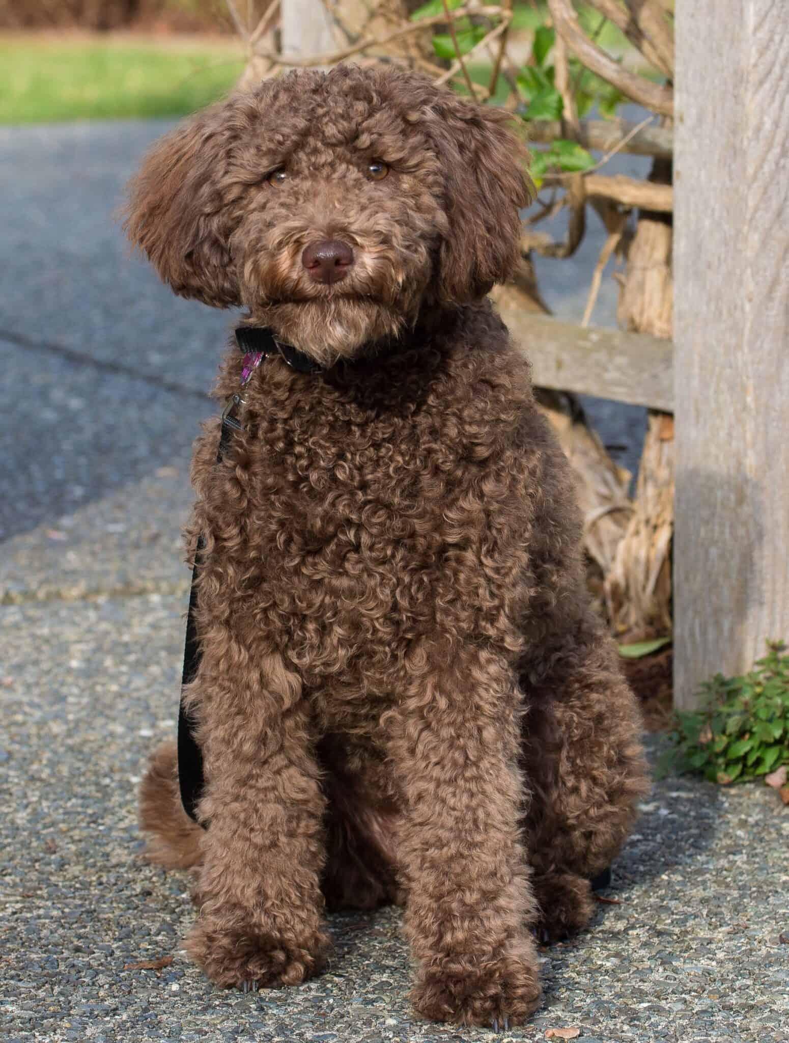 The Chocolate Goldendoodle: Everything You Need to Know