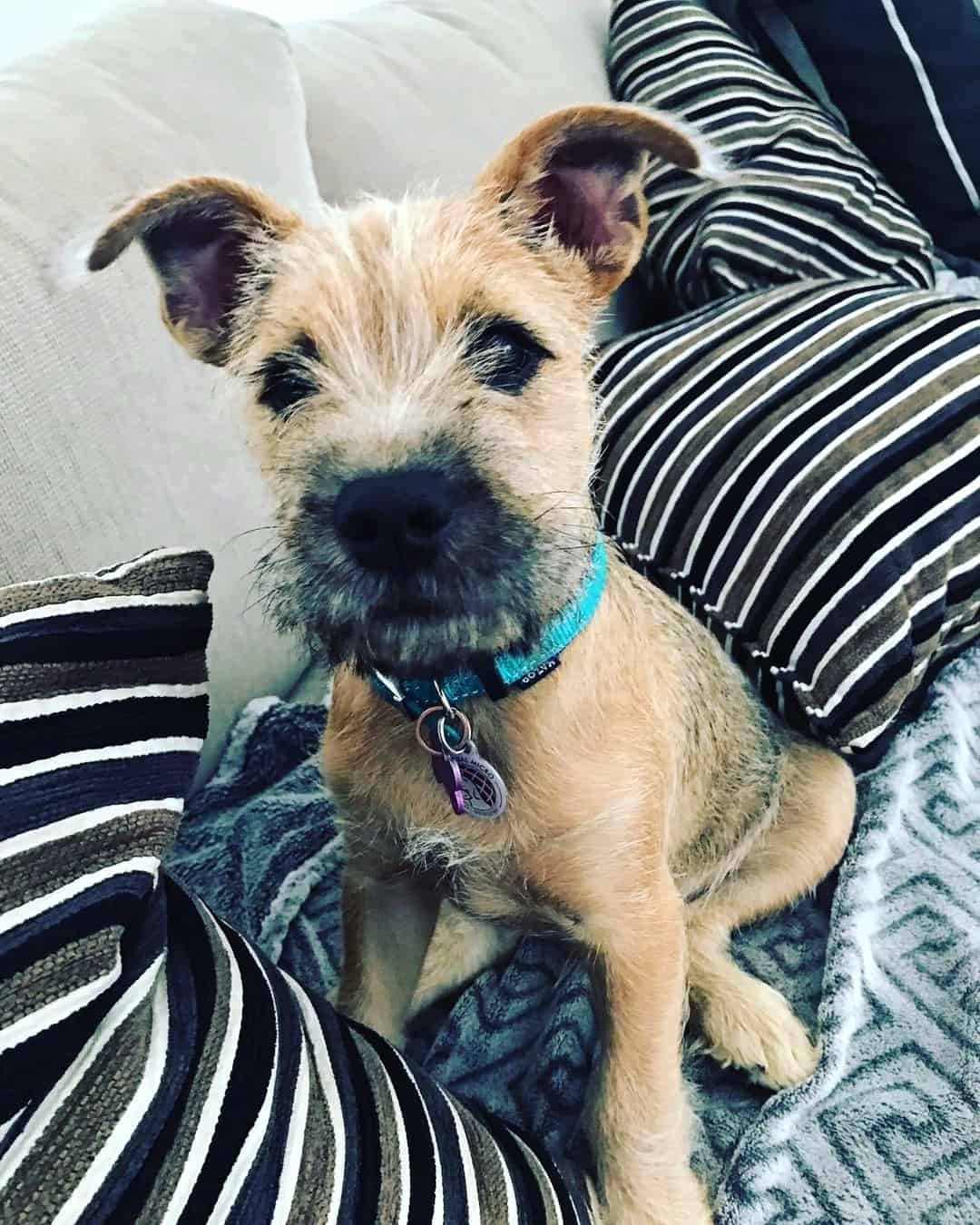 Schnauzer Mixes: 31 Beautiful Bearded Hybrids